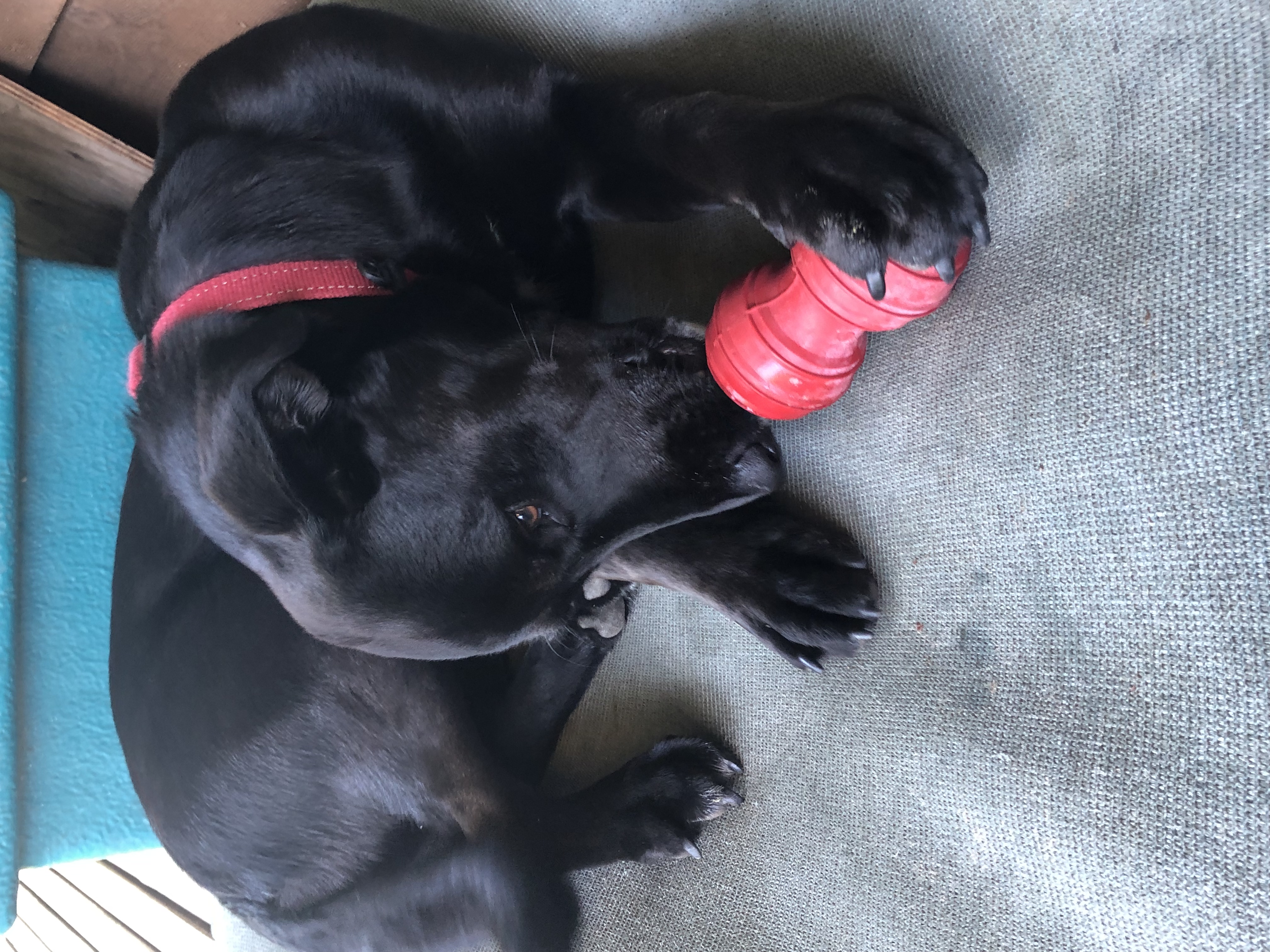 Athena - Large Female Labrador Mix Dog in NSW - PetRescue