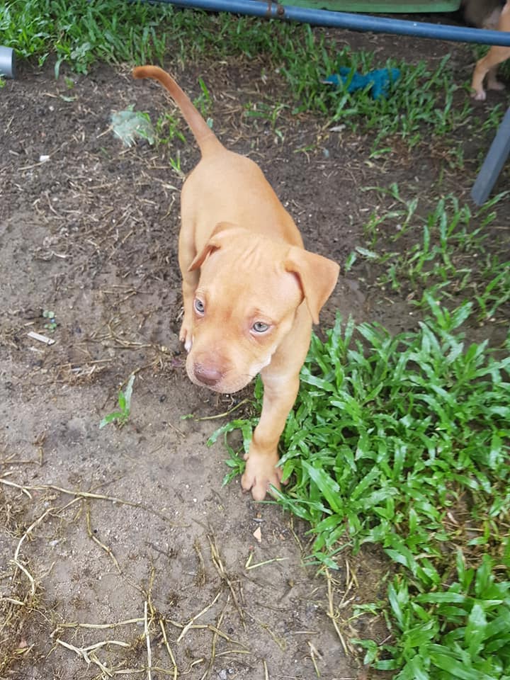 Elsa - Medium Female Staffy x Ridgeback Dog in QLD - PetRescue