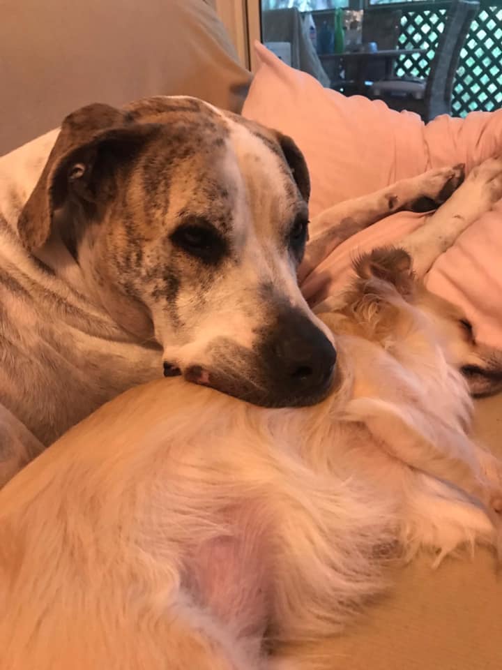 Guss - Large Male Bull Arab Dog in QLD - PetRescue