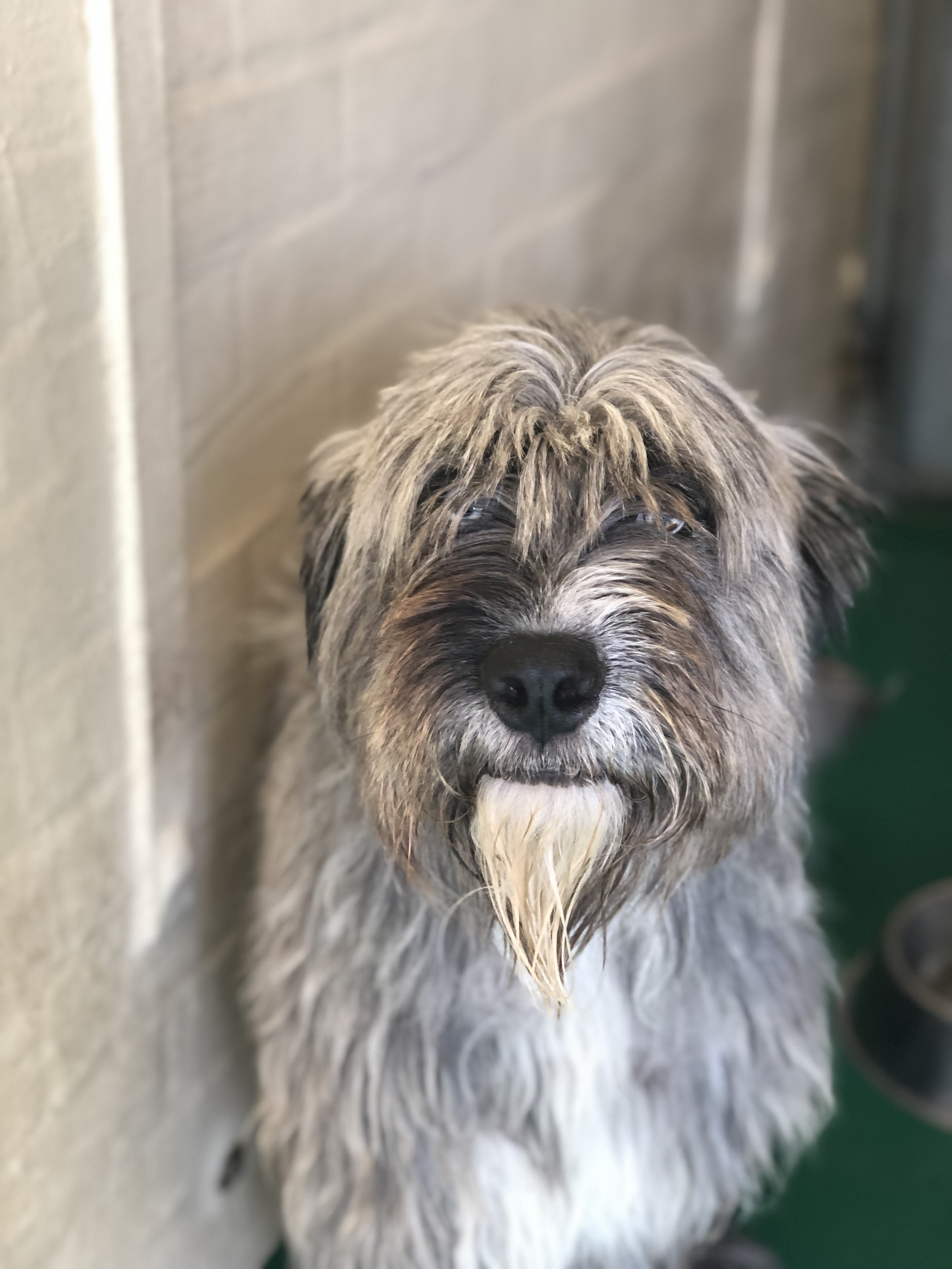 Wookie - ID 45401 - Large Male Australian Shepherd x Bearded Collie Dog ...