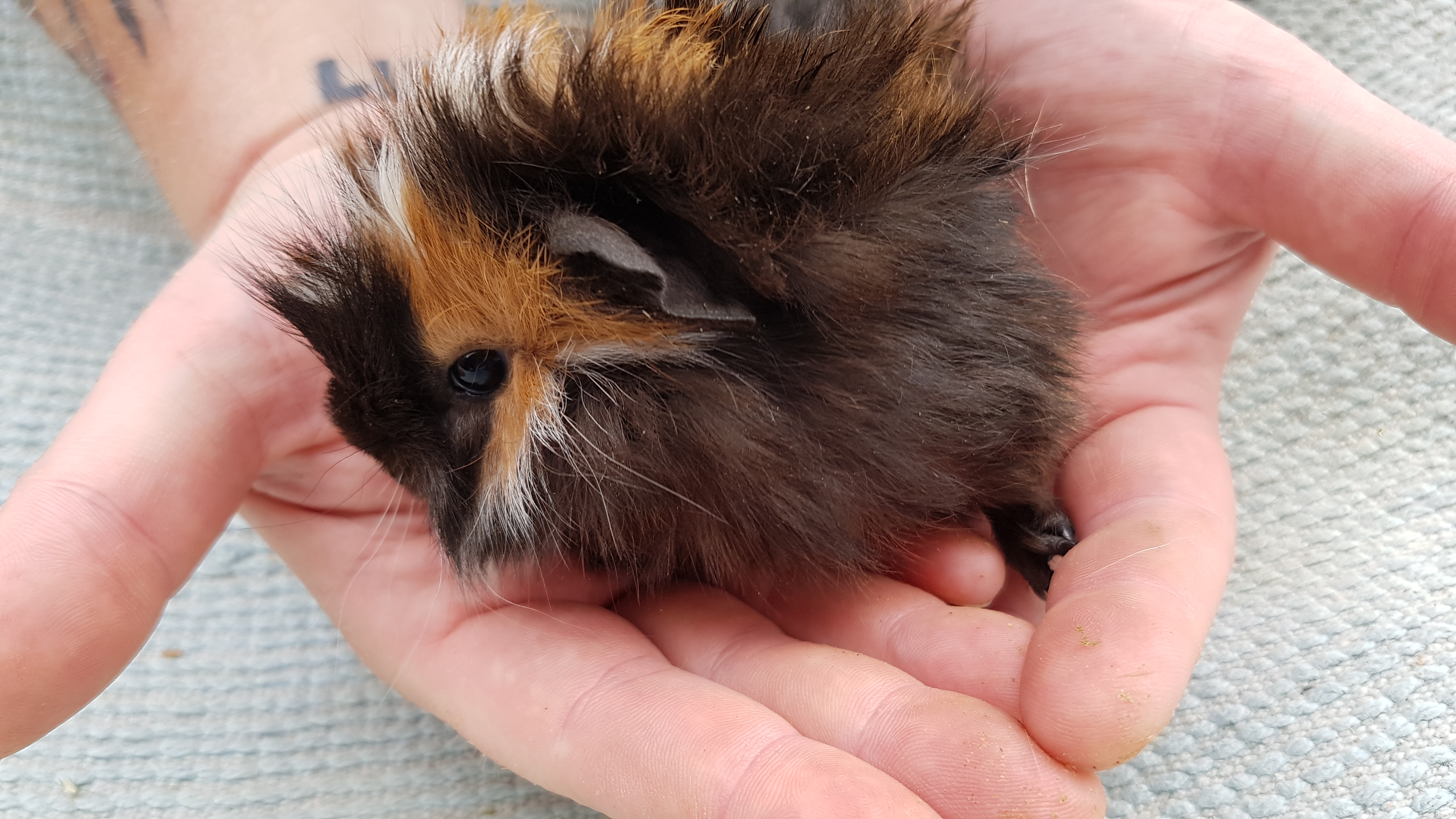 Fleck - Male Short-hair Abyssinian Guinea Pig in NSW - PetRescue