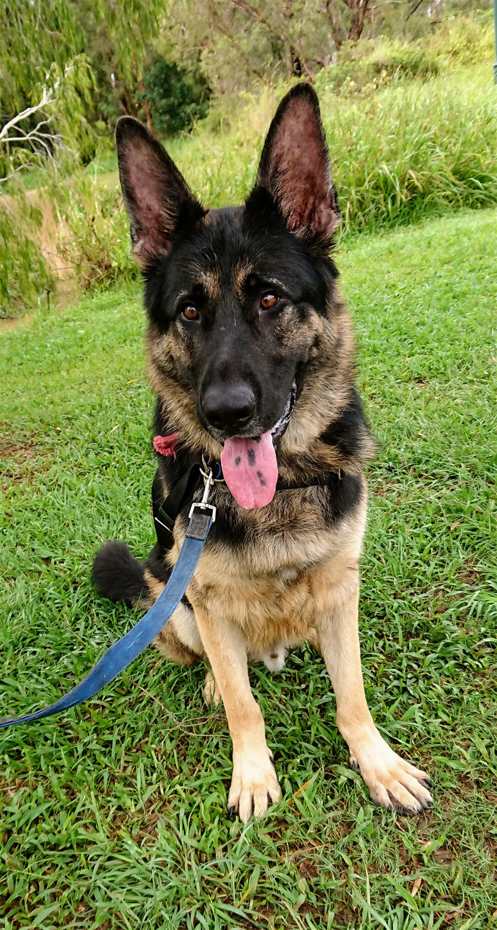 Jerry-Lee - Large Male German Shepherd Dog in QLD - PetRescue