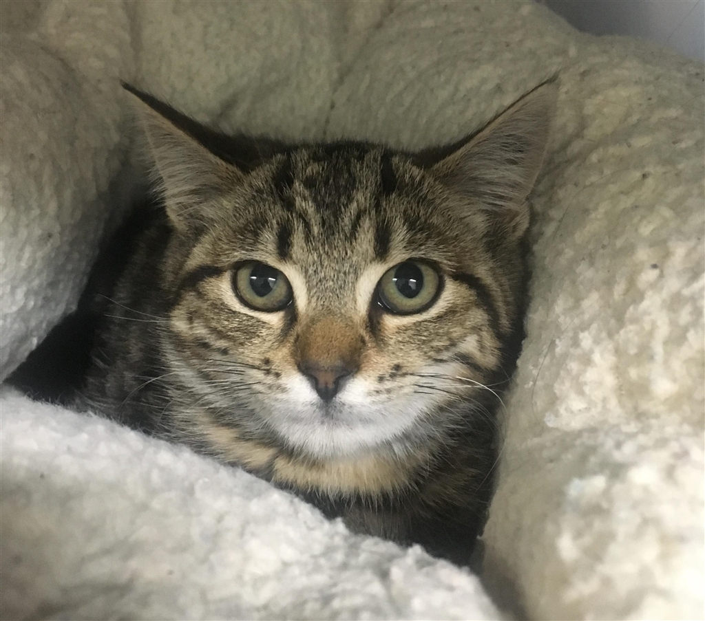 Sable - Female Domestic Short Hair Cat in ACT - PetRescue