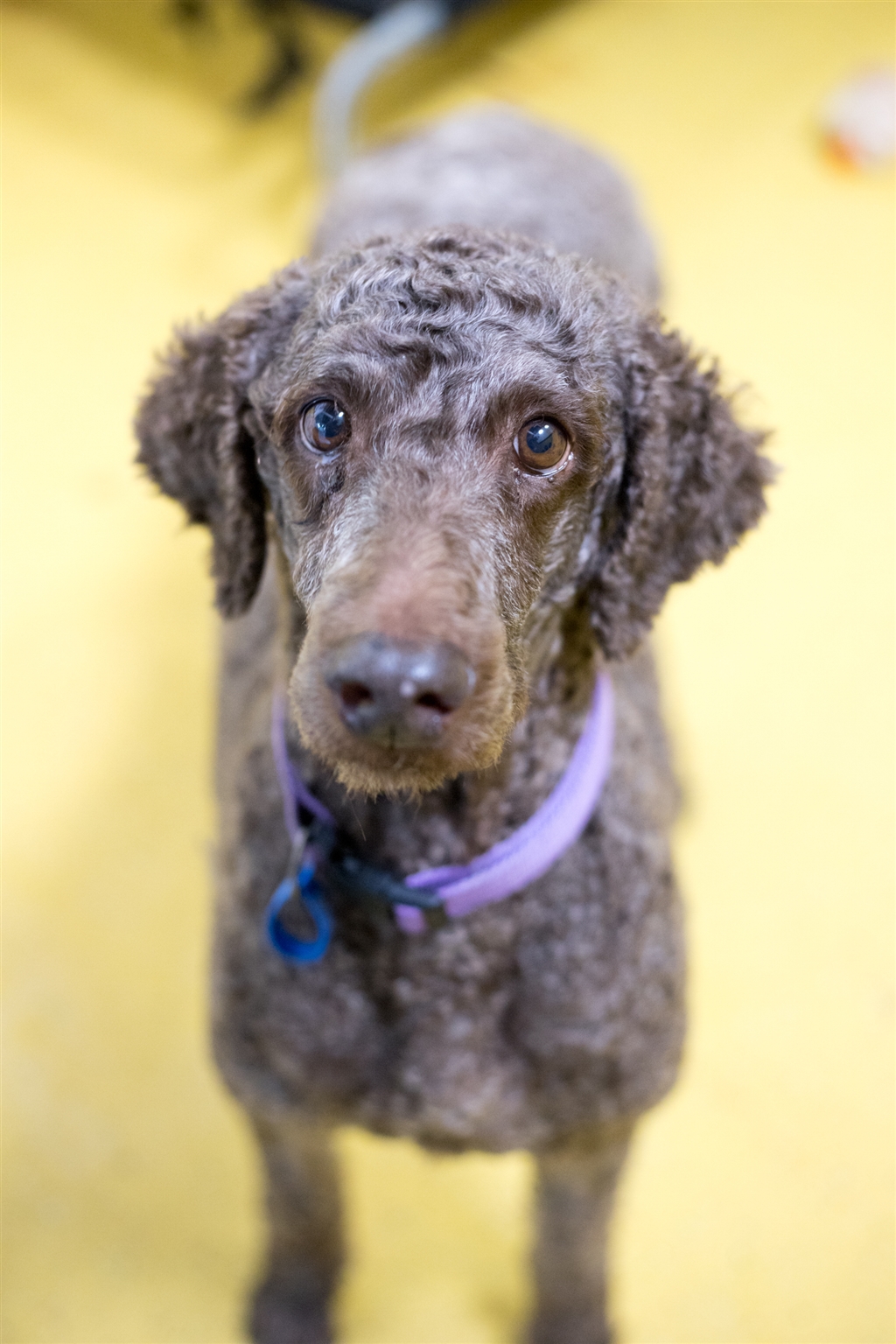 Coco - Medium Female Poodle Standard Mix Dog in QLD - PetRescue
