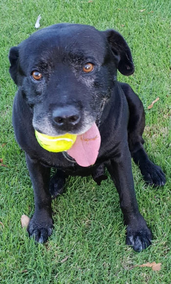 Astro - Large Male Labrador Mix Dog in NSW - PetRescue