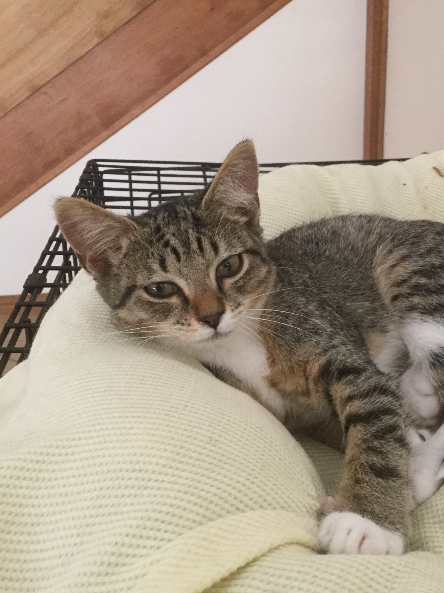 MacKenzie - Female Domestic Short Hair Cat in NSW - PetRescue