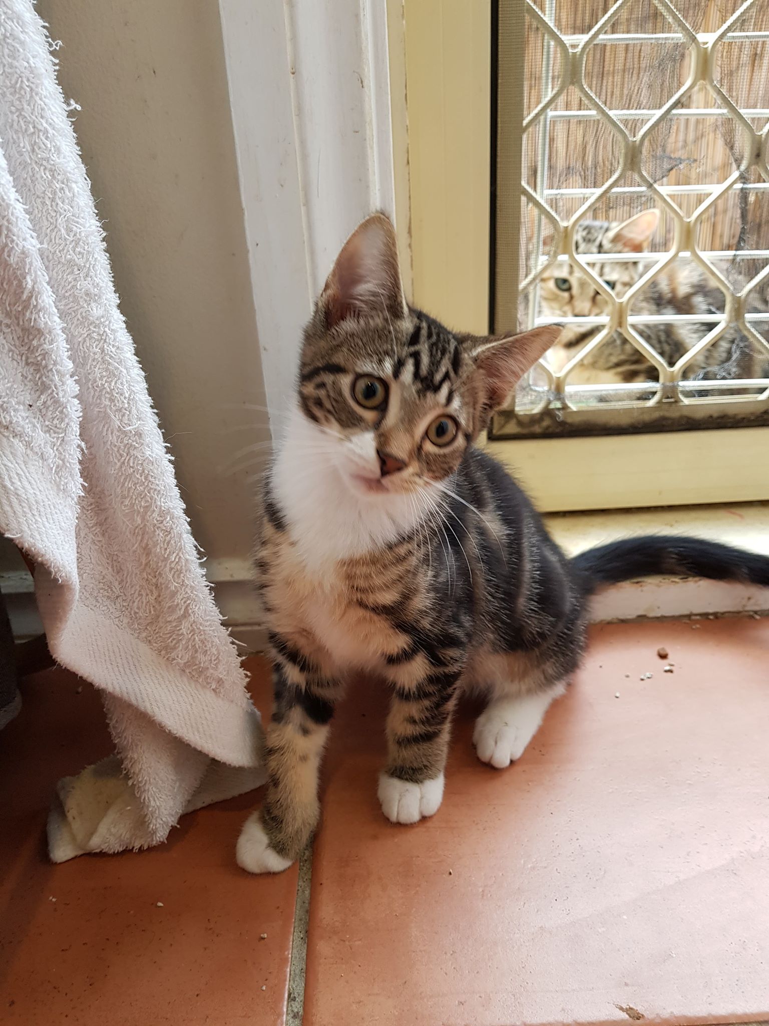 Declan - Male Domestic Short Hair Cat in VIC - PetRescue