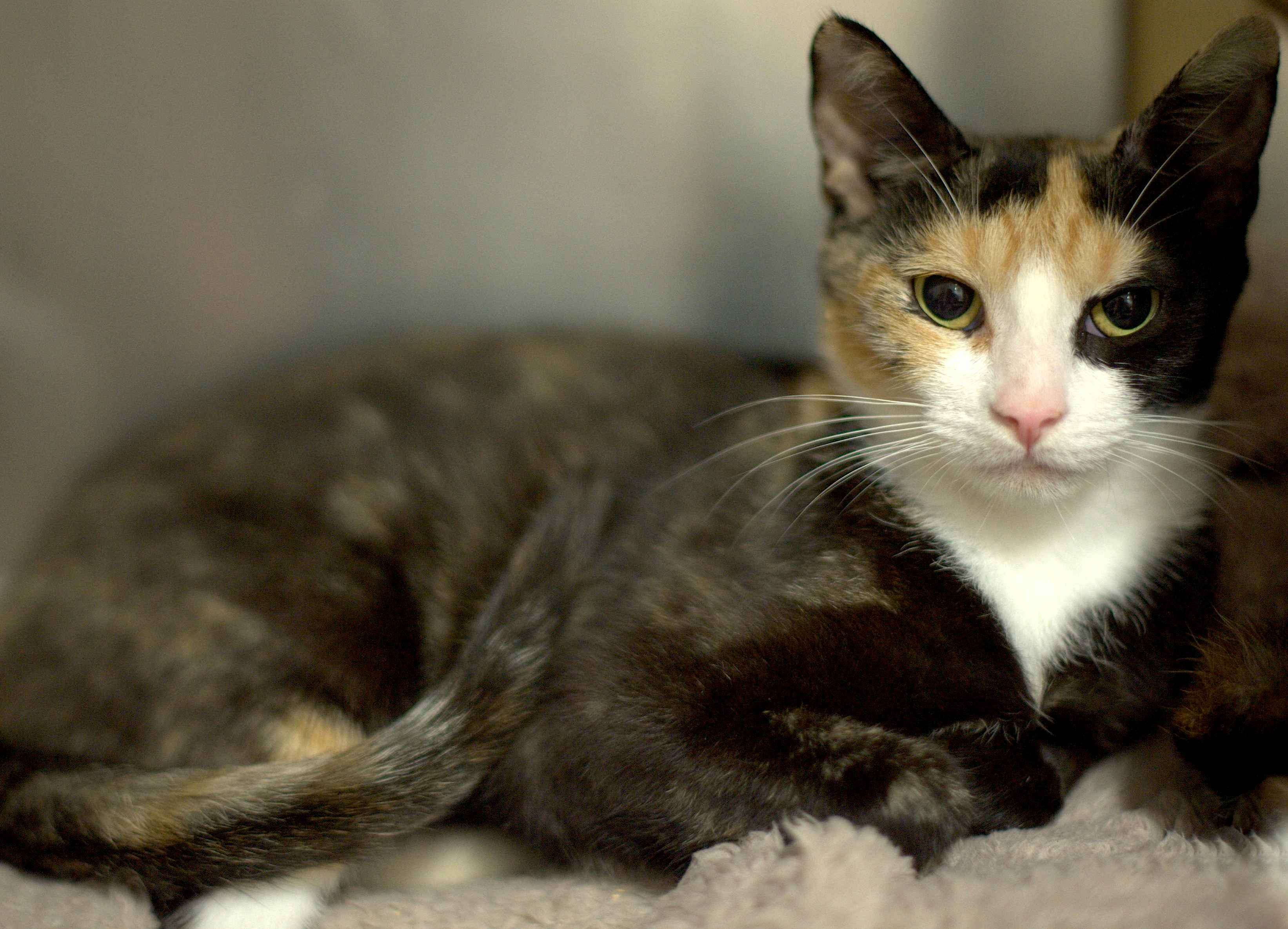 Meeka - Female Domestic Short Hair Cat in NSW - PetRescue