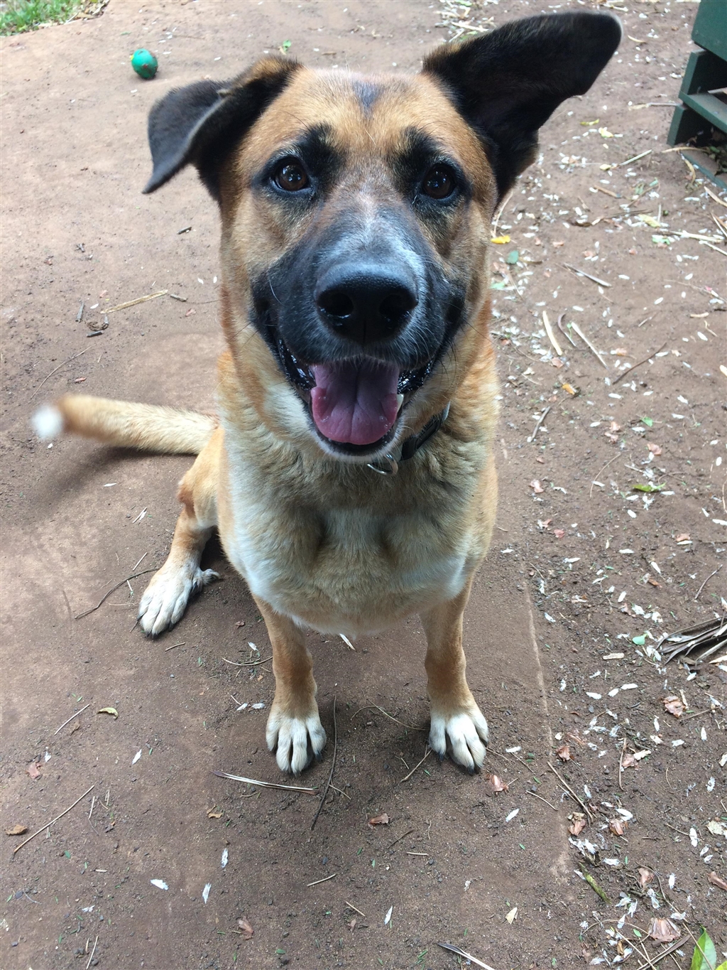 Row - Large Male Australian Cattle Dog x German Shepherd Mix Dog in QLD ...