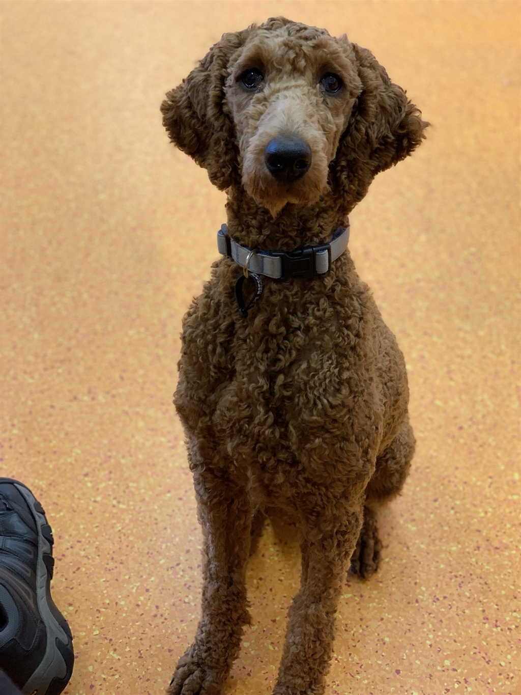 Hazel - Medium Female Poodle Standard Mix Dog in QLD - PetRescue