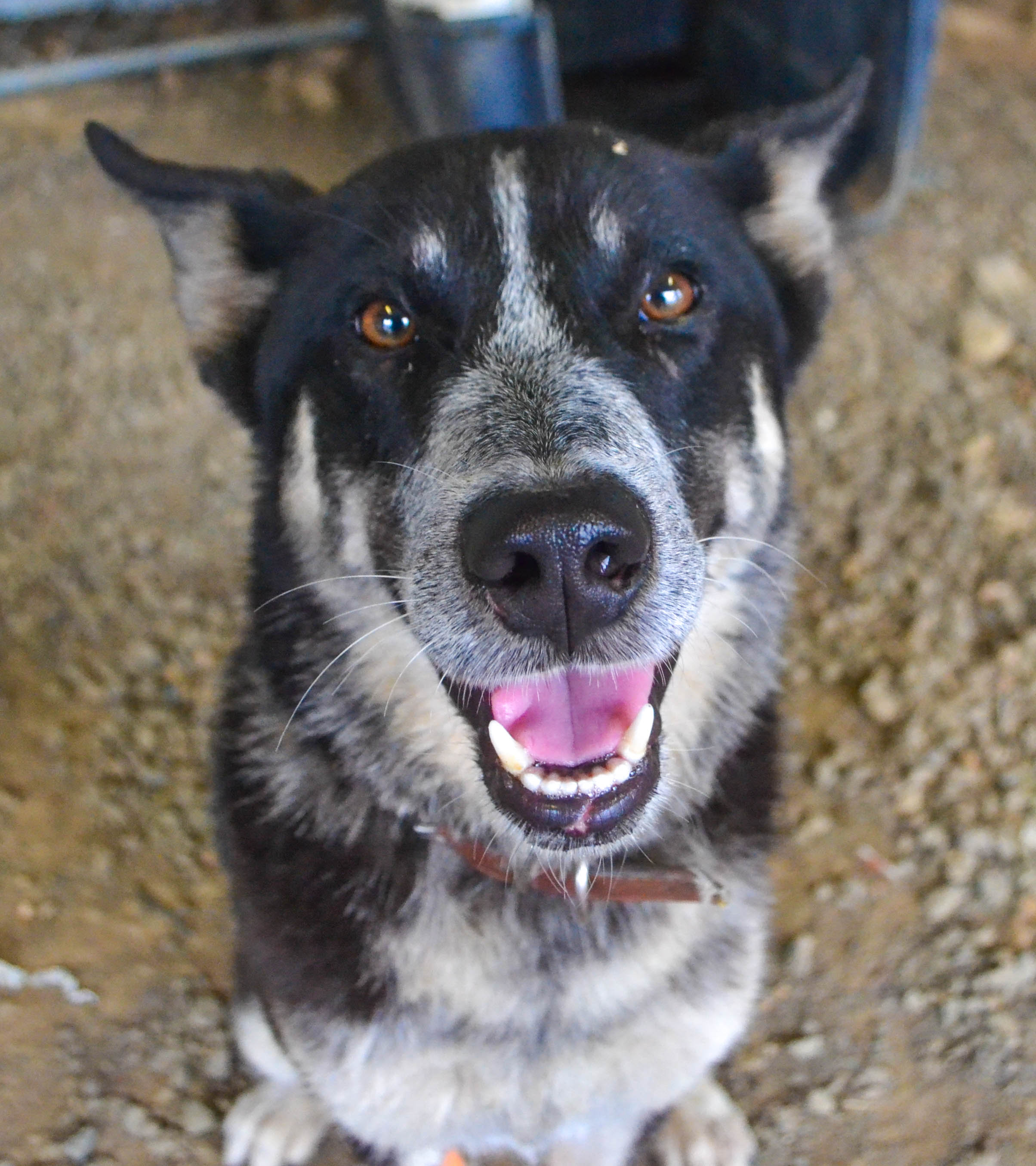 Australian Cattle Dog Rescue Victoria - PetRescue