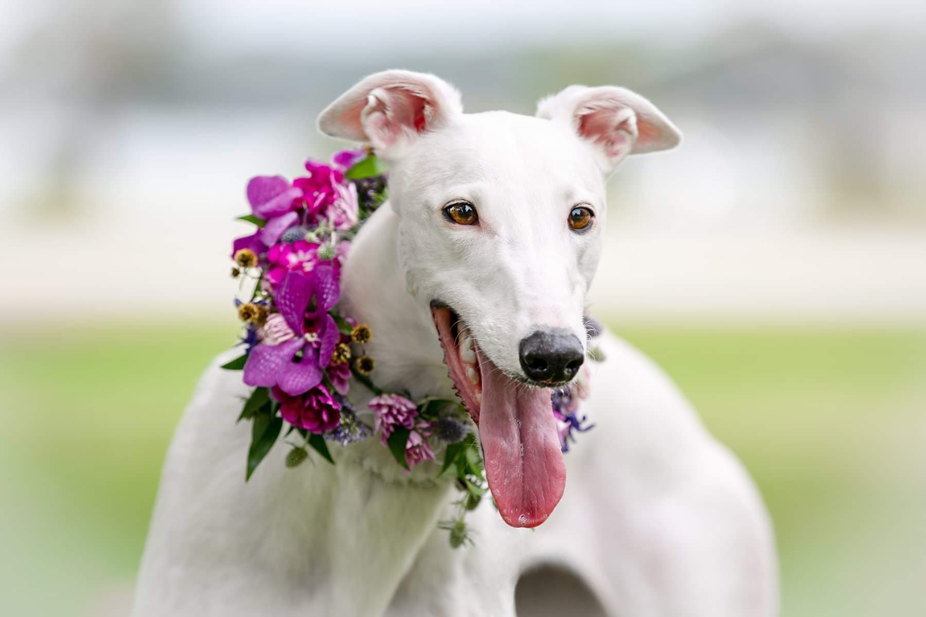 Prin - Large Female Greyhound Dog in NSW - PetRescue