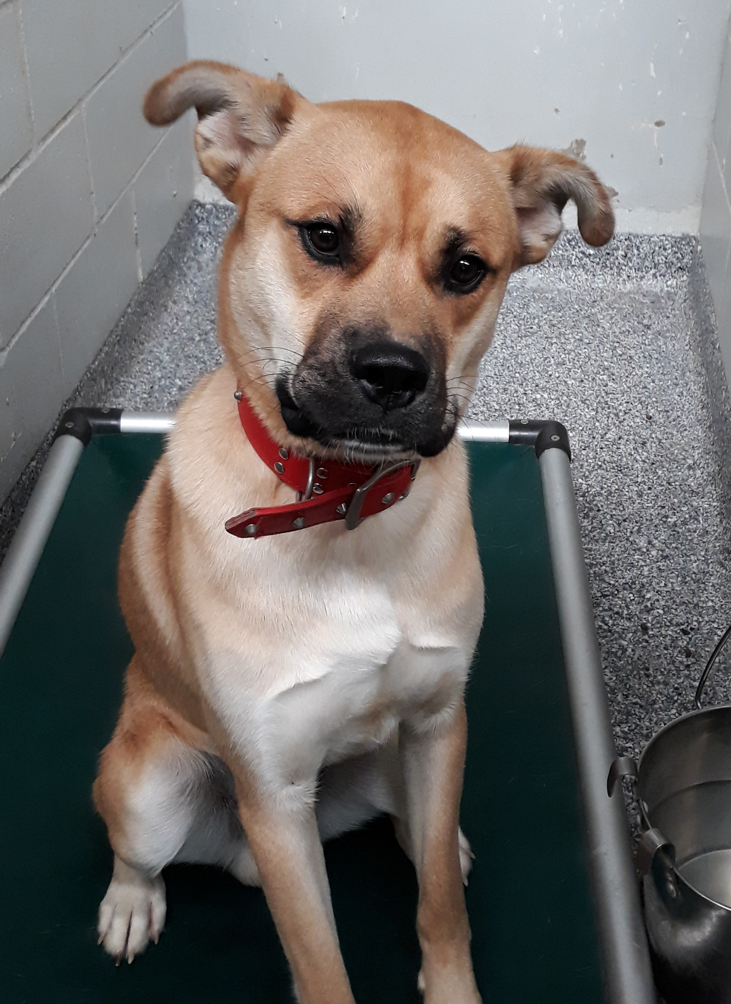 Jethro - Medium Male Boxer x Husky Dog in VIC - PetRescue