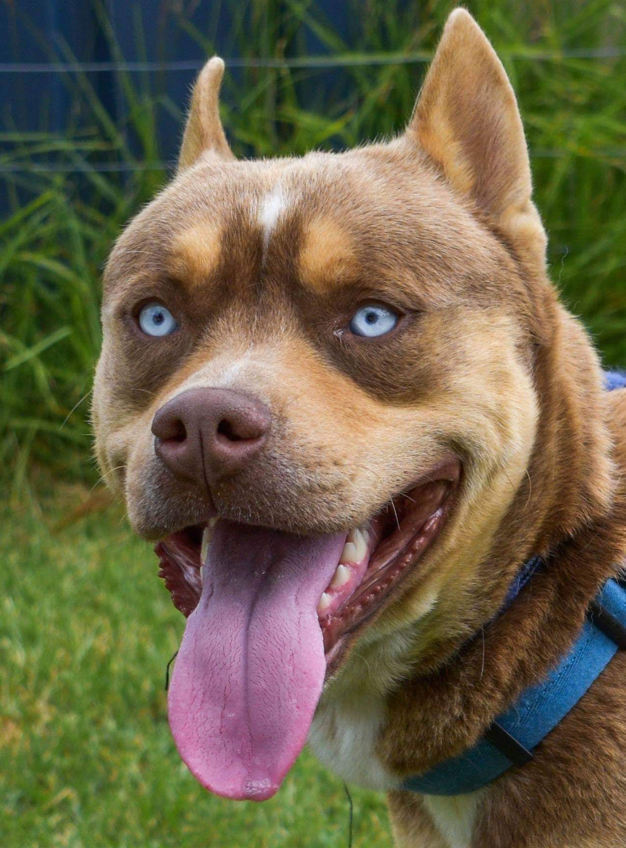 Chino - Medium Male Siberian Husky Mix Dog in WA - PetRescue