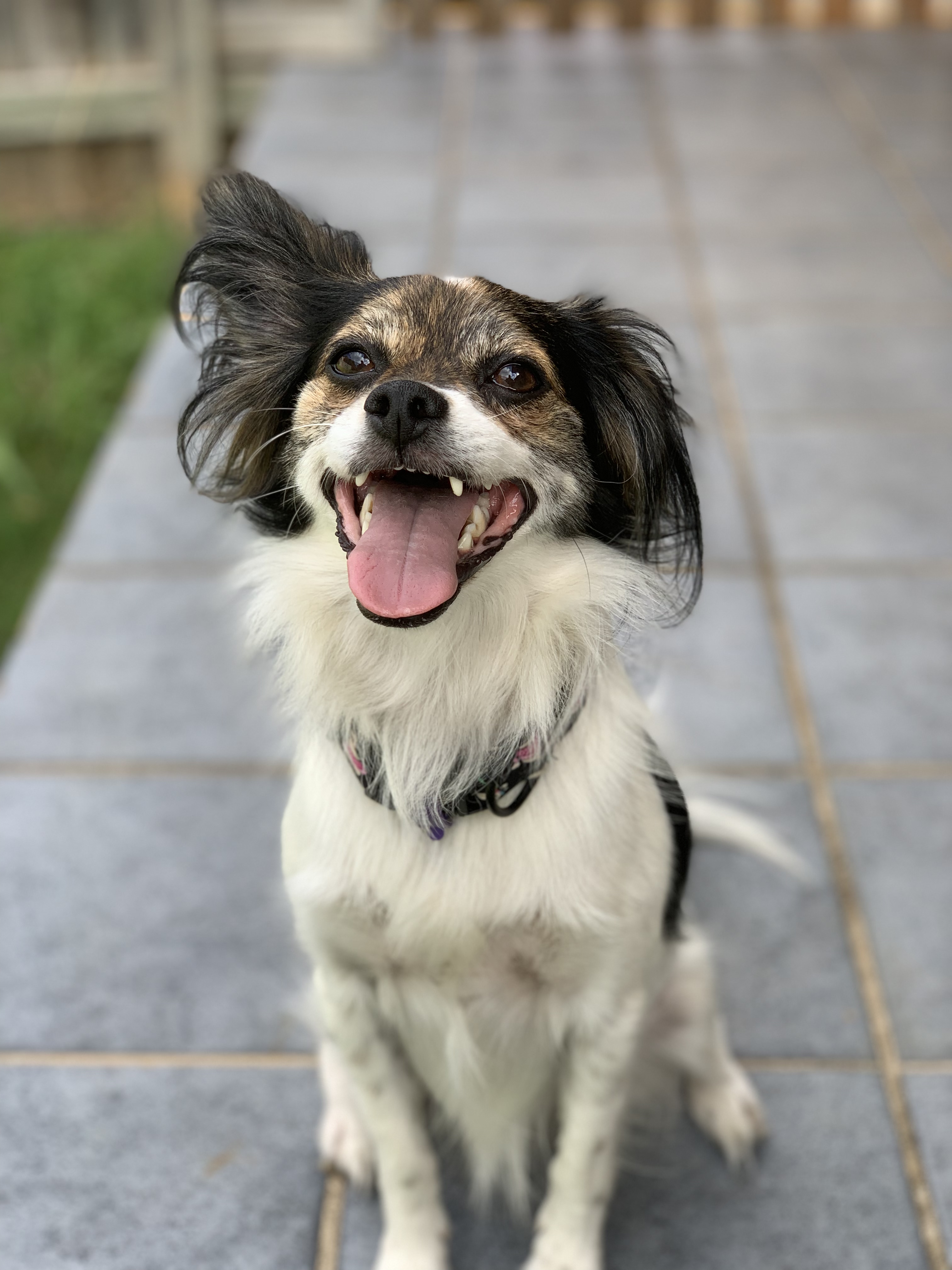 Jae 💚 - Small Male Maltese x Papillon Mix Dog in NSW - PetRescue