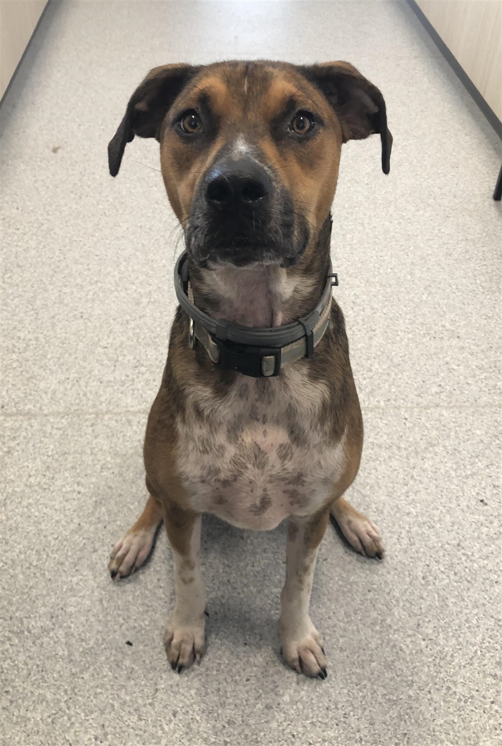 Zeeky - Medium Male English Pointer x English Staffordshire Bull ...