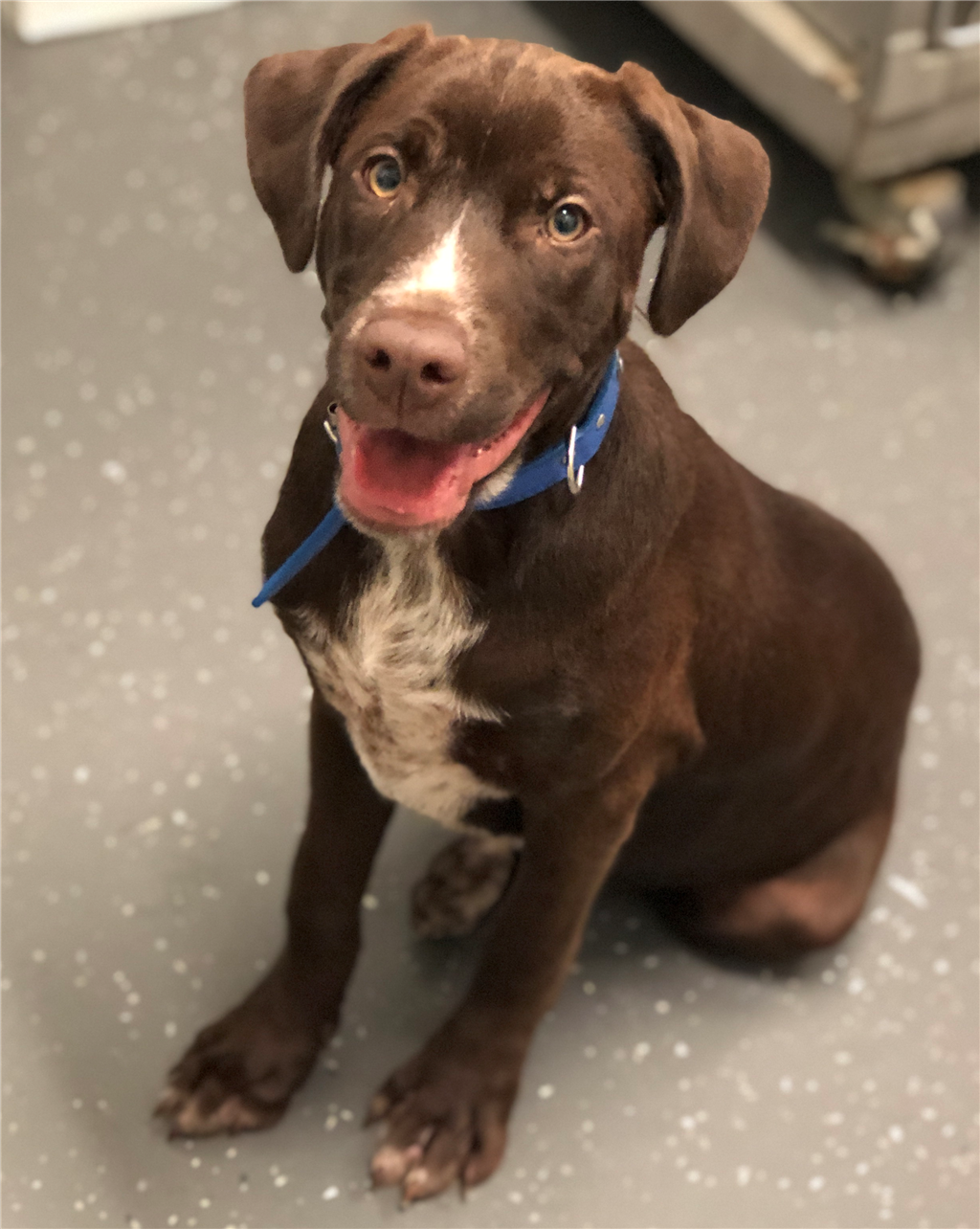 Nutella - Medium Male German Shorthaired Pointer x Labrador Retriever ...