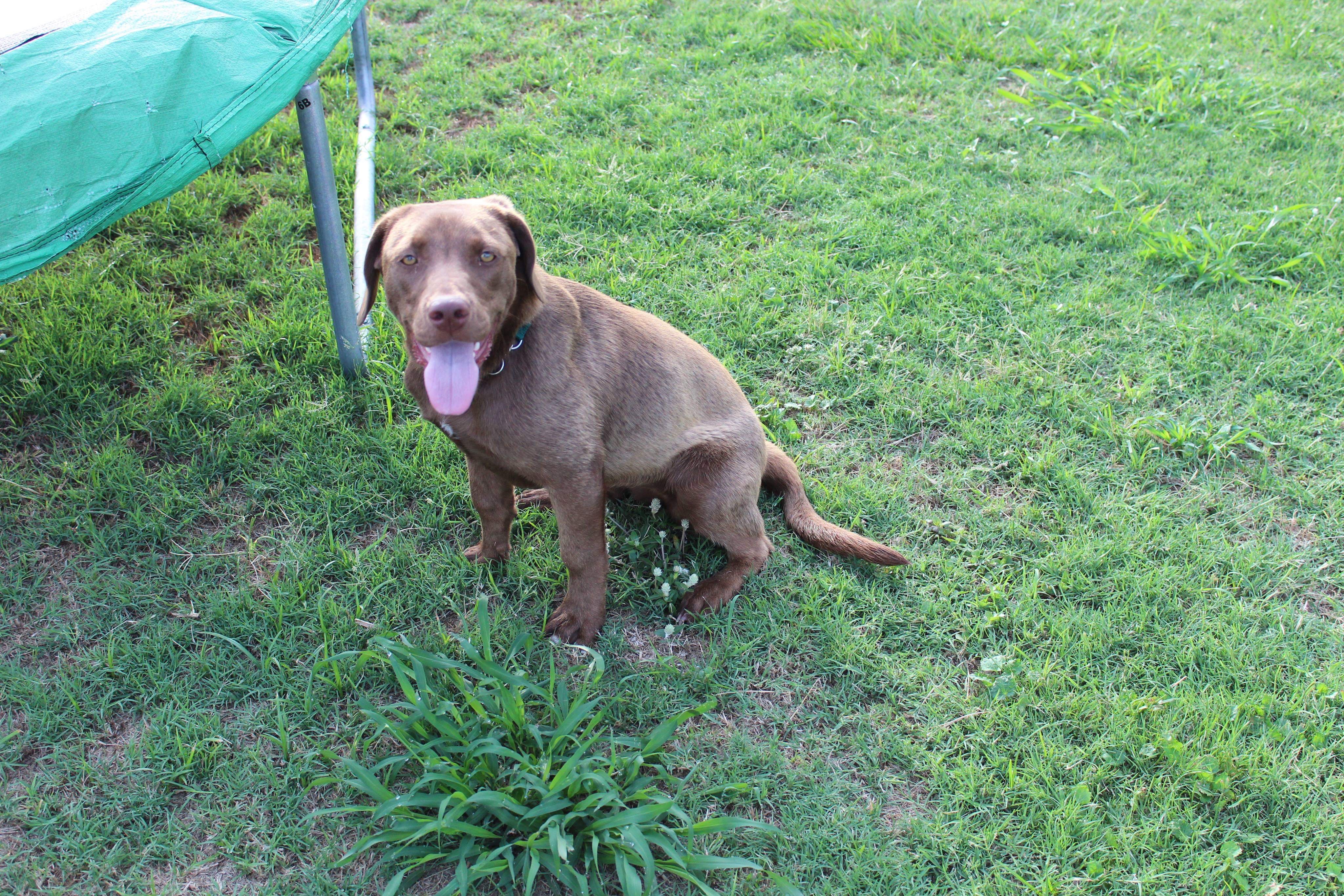 Nova - Medium Female Labrador Mix Dog in QLD - PetRescue