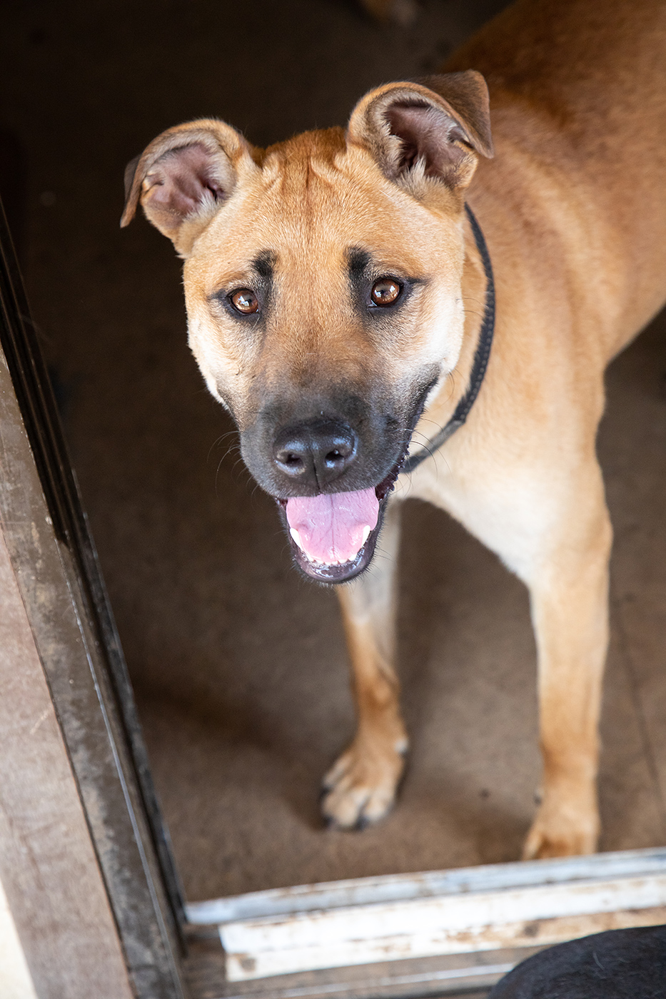 Abby - Medium Female Rhodesian Ridgeback x Staffy Mix Dog in NSW ...