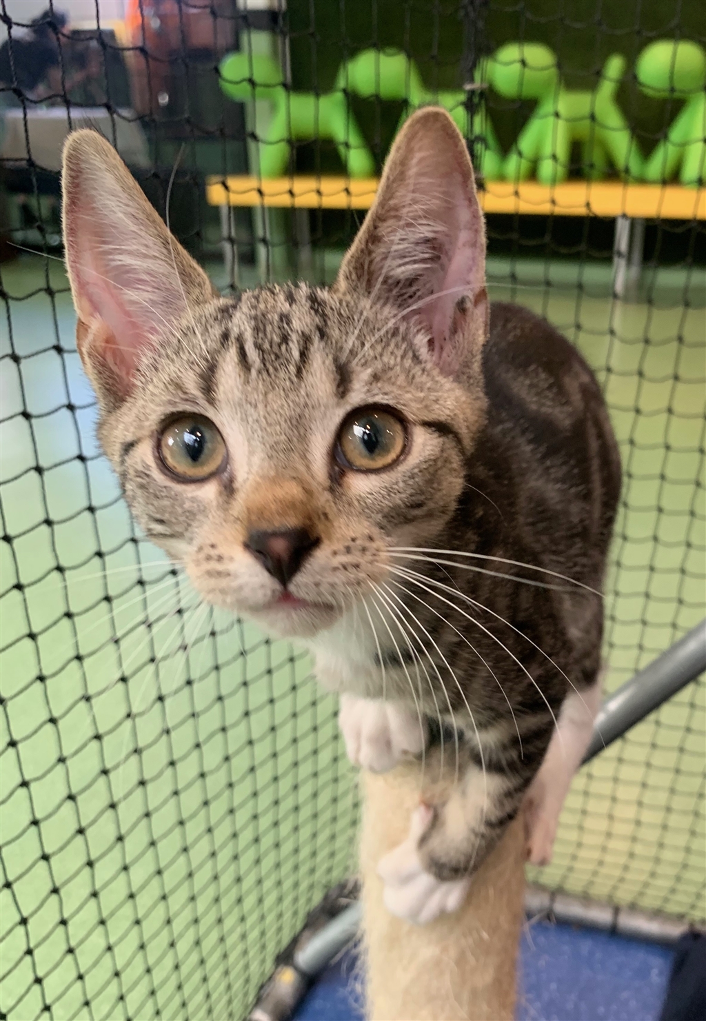 Dopey - Male Domestic Short Hair Mix Cat in QLD - PetRescue