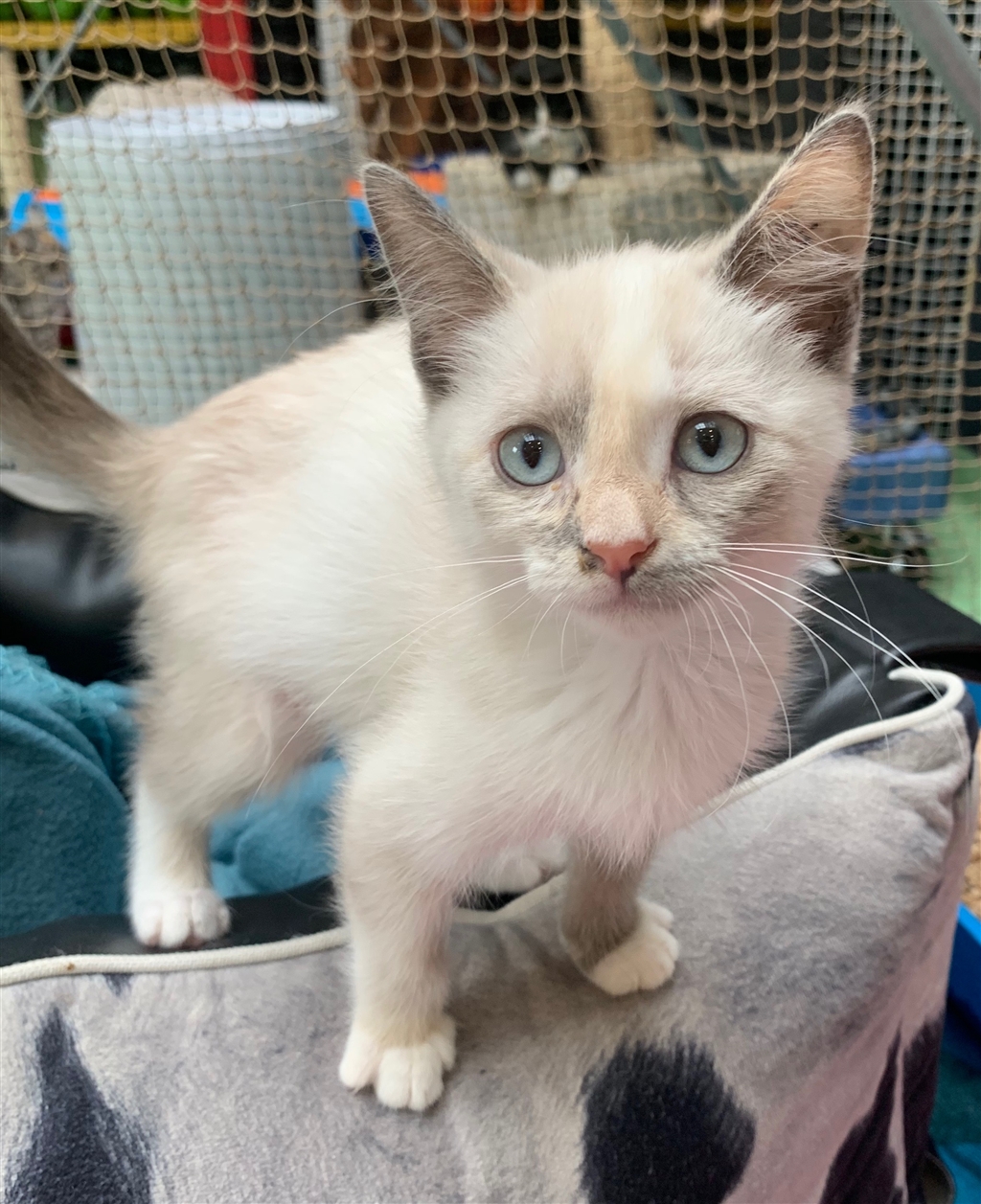 Piper - Female Layanese Mix Cat in QLD - PetRescue