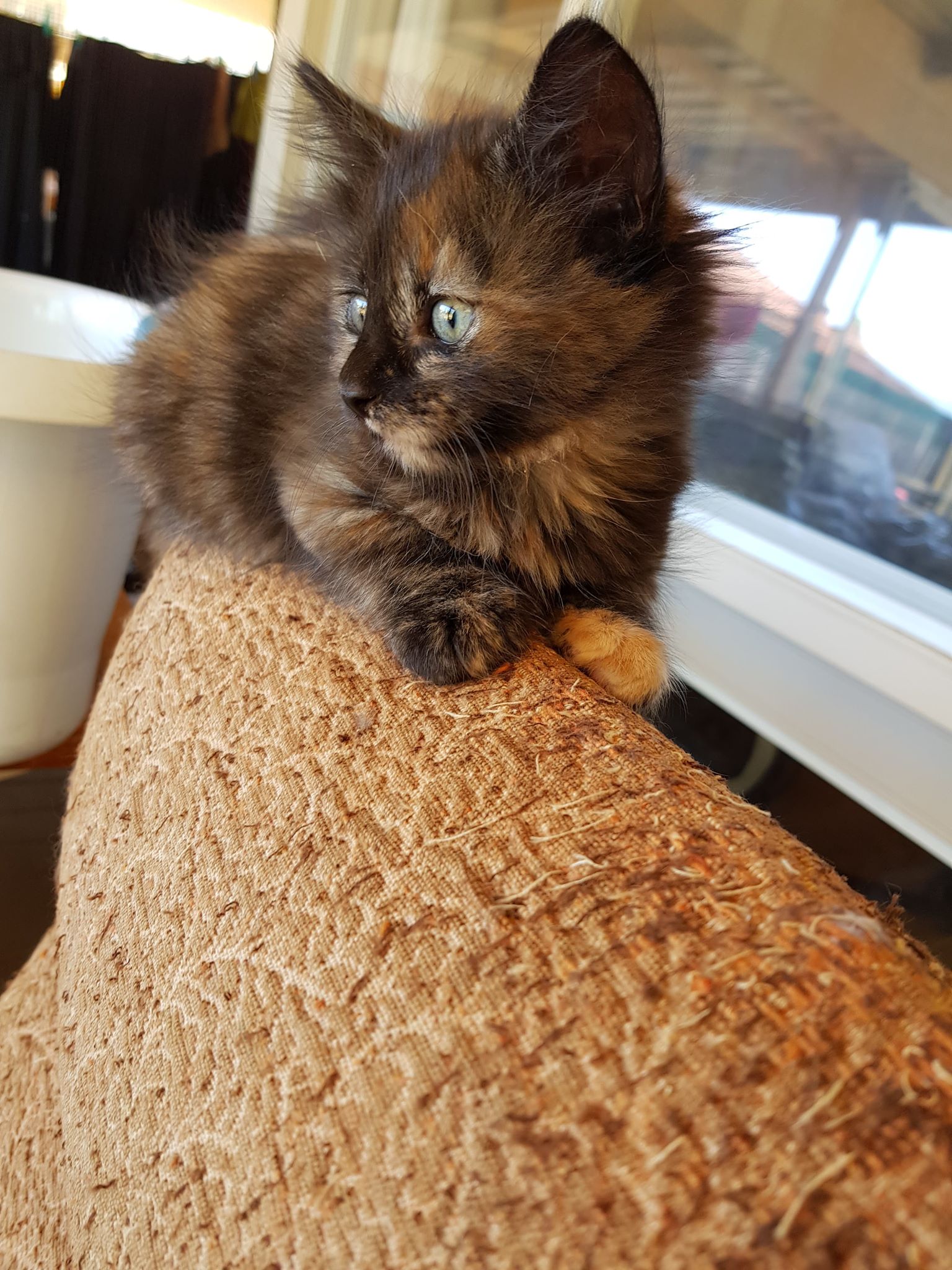 Eleanor Rigby the dark tortie beatle kitten! - Female Domestic Long ...