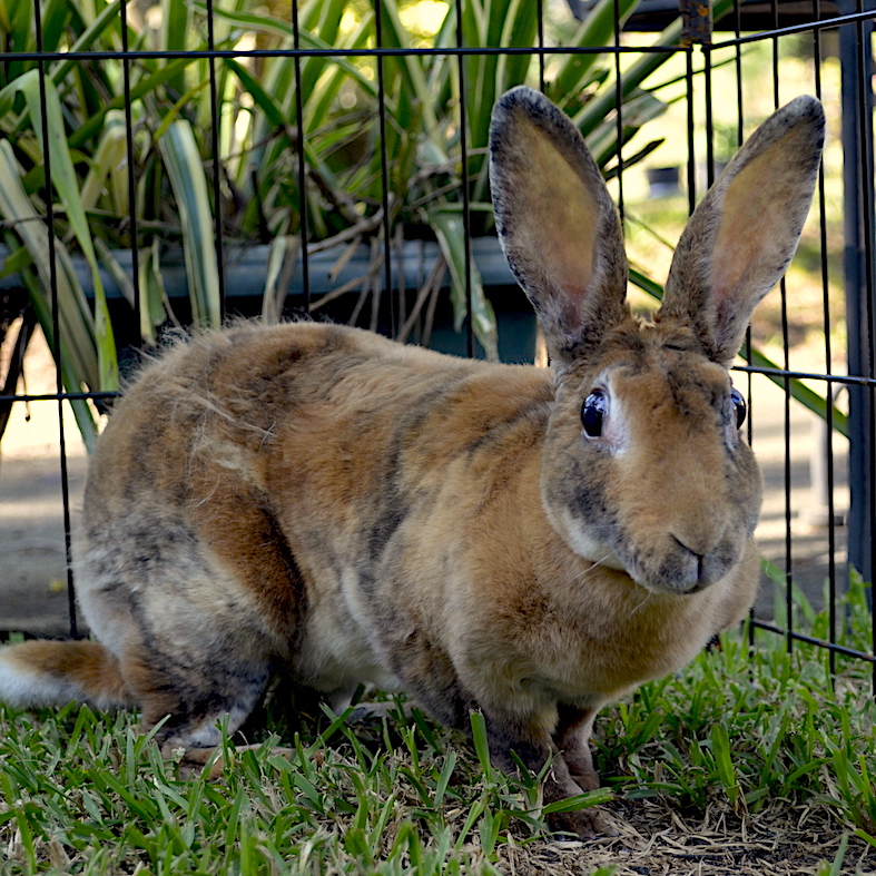 Pear - Female Rex Rabbit in NSW - PetRescue