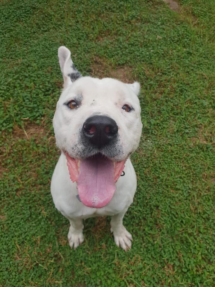 Fatso - Medium Male American Bulldog Mix Dog in NSW - PetRescue