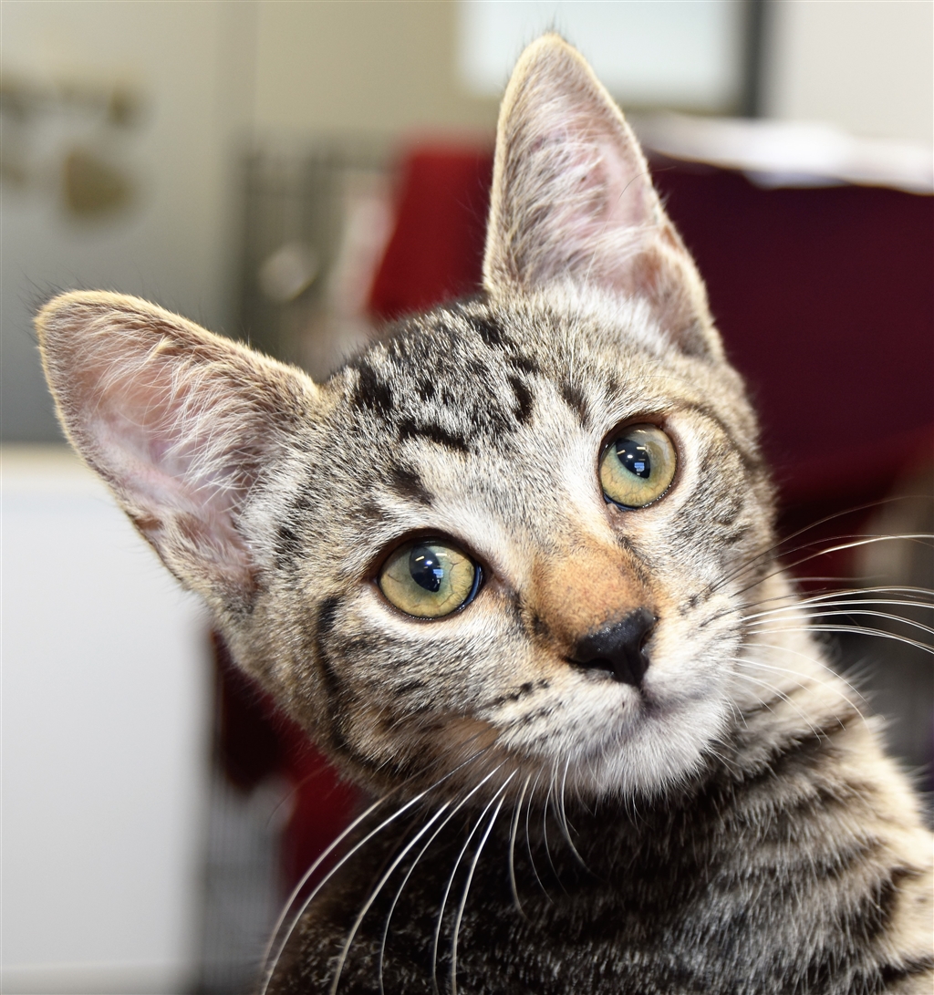 Tiger - Female Domestic Short Hair Mix Cat in QLD - PetRescue