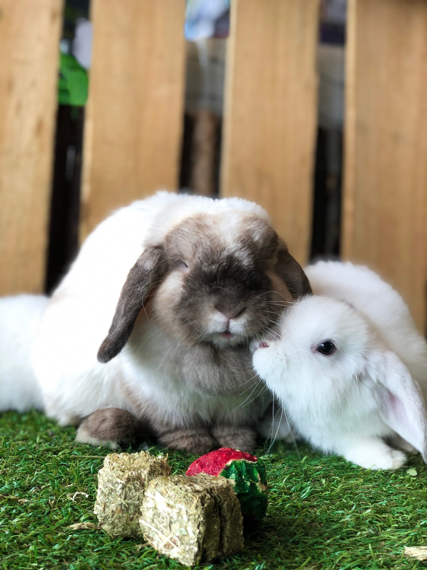 Daisy - Female Mini Lop Rabbit in VIC - PetRescue