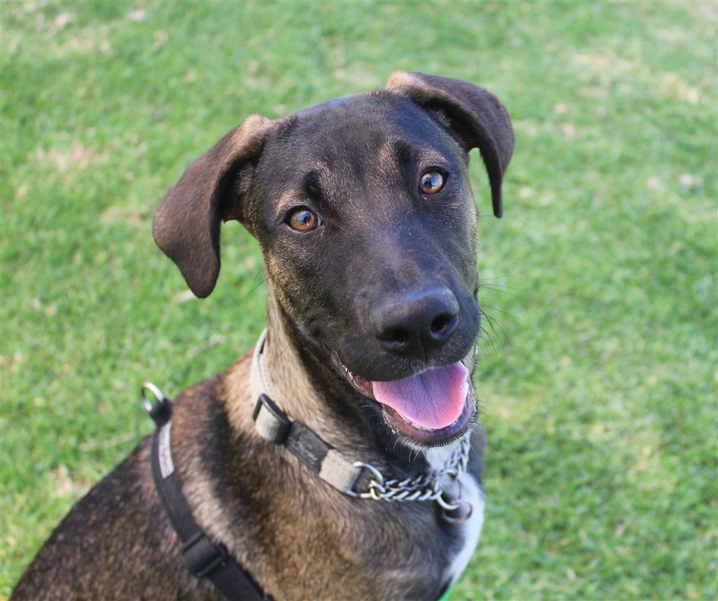 Tyson - Large Male Rhodesian Ridgeback x Bull Mastiff Mix Dog in WA ...