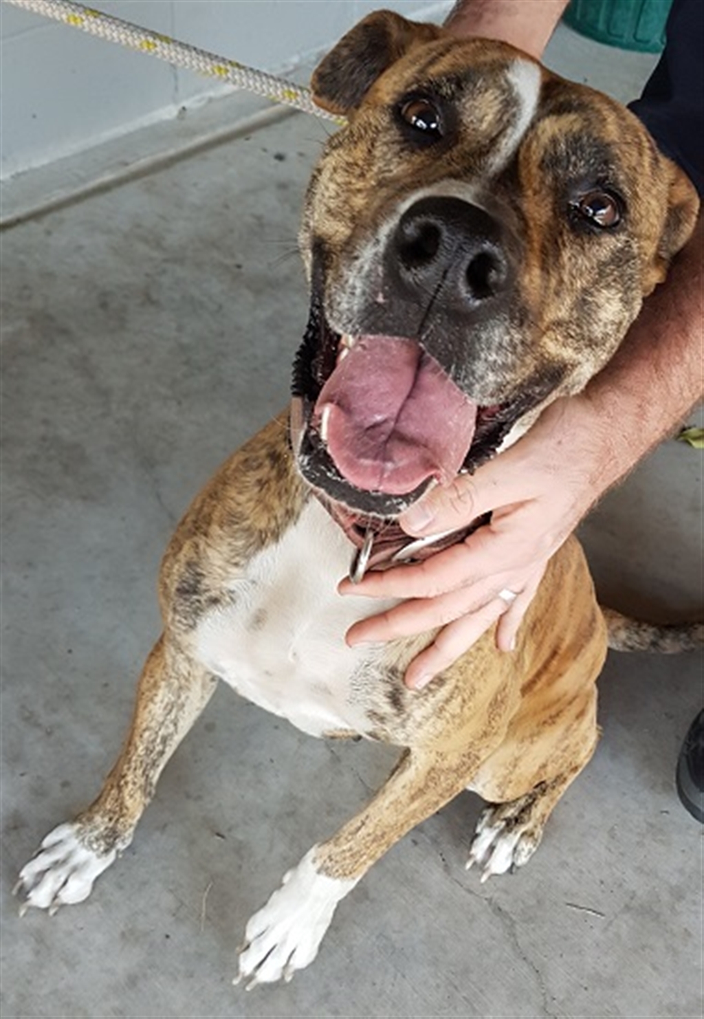 Lexi - Large Female Bull Arab x Lurcher Mix Dog in QLD - PetRescue