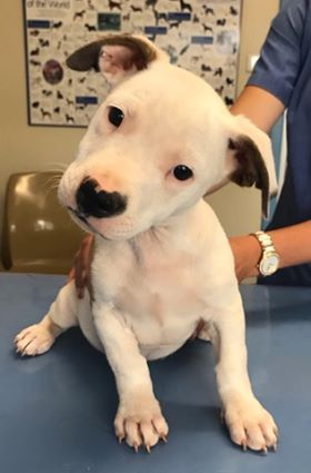 Jag - Small Male Maltese x Staffy Mix Dog in SA - PetRescue