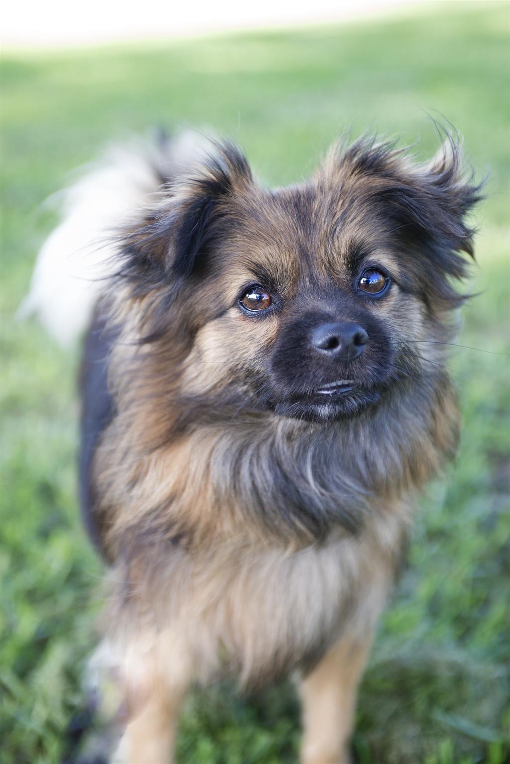 Rex - Small Male Pomeranian x Tibetan Spaniel Mix Dog in QLD - PetRescue