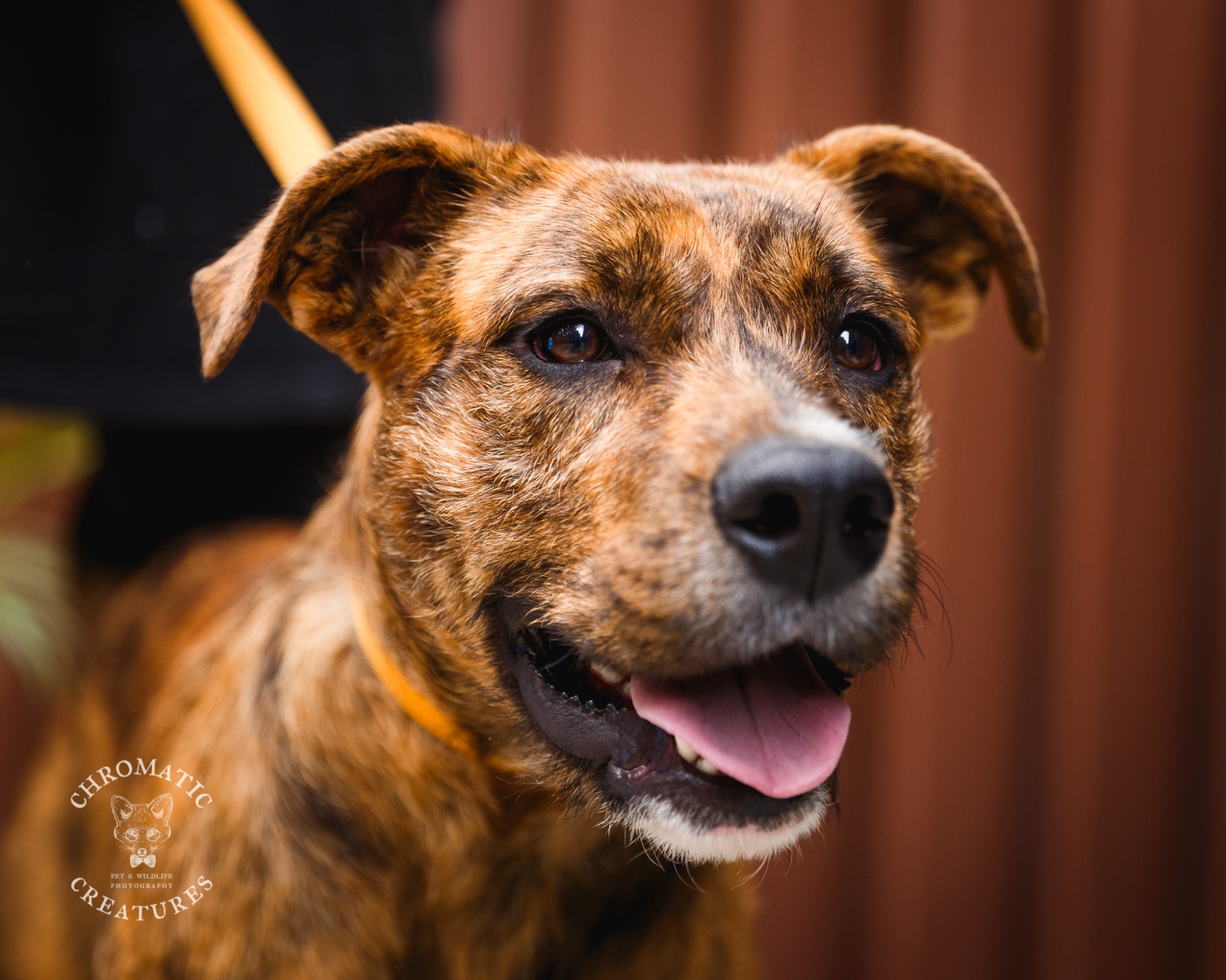 Swagger - Medium Male Staghound Mix Dog in NSW - PetRescue