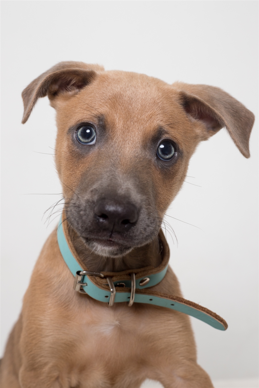 Jackson - Medium Male Rhodesian Ridgeback x English Staffordshire Bull ...