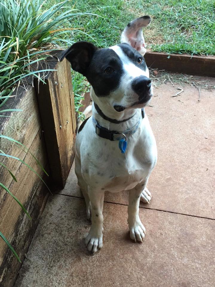 Brax - Large Male Bull Arab Dog in NSW - PetRescue
