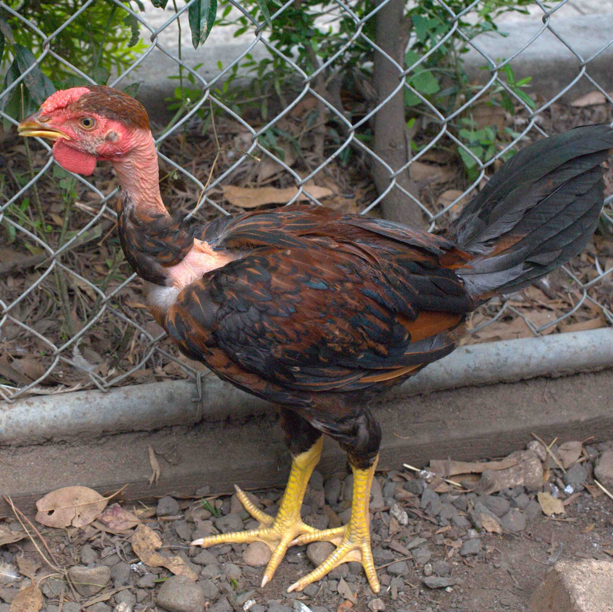 Colin - Male Rooster in NSW - PetRescue