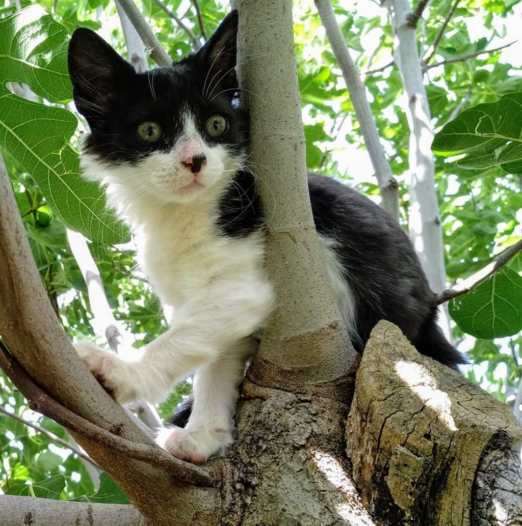 Foobi - Female Domestic Short Hair Cat in ACT - PetRescue