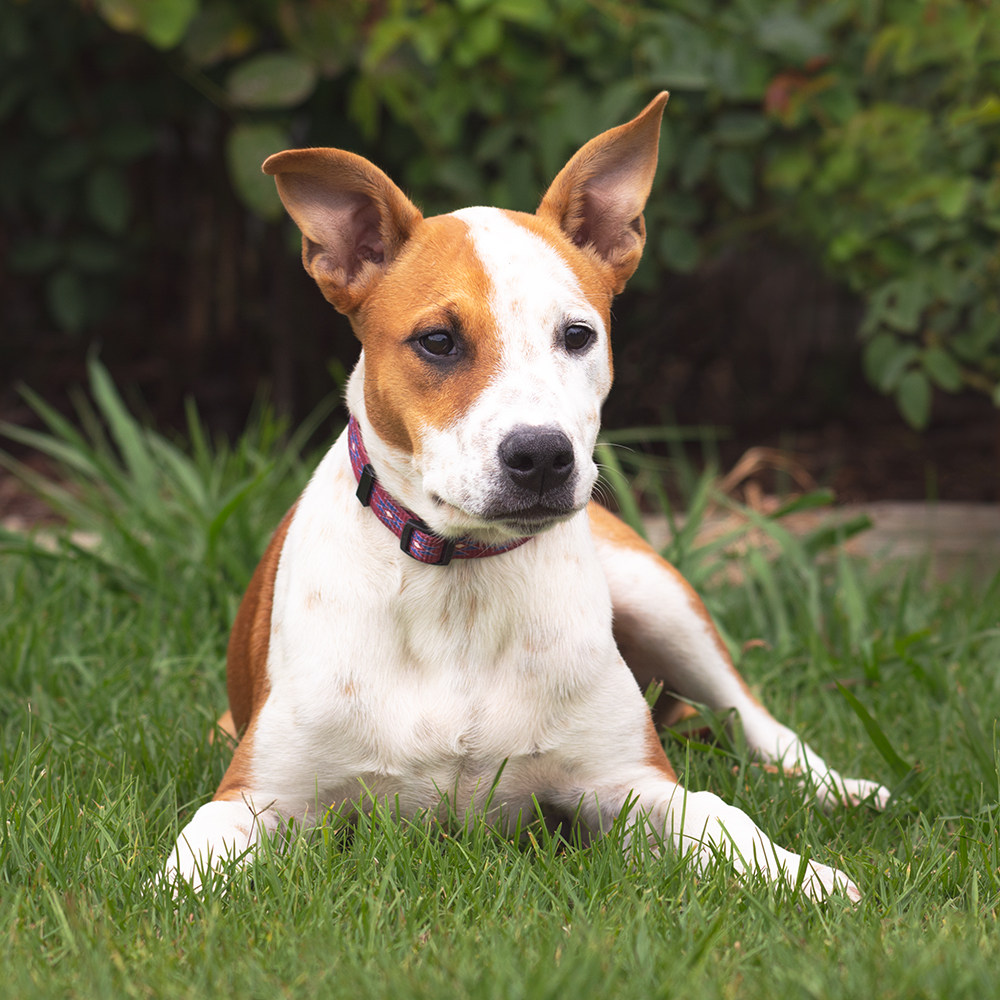 Zoomer (92704) - Medium Male Red Heeler x Staffordshire Bull Terrier ...