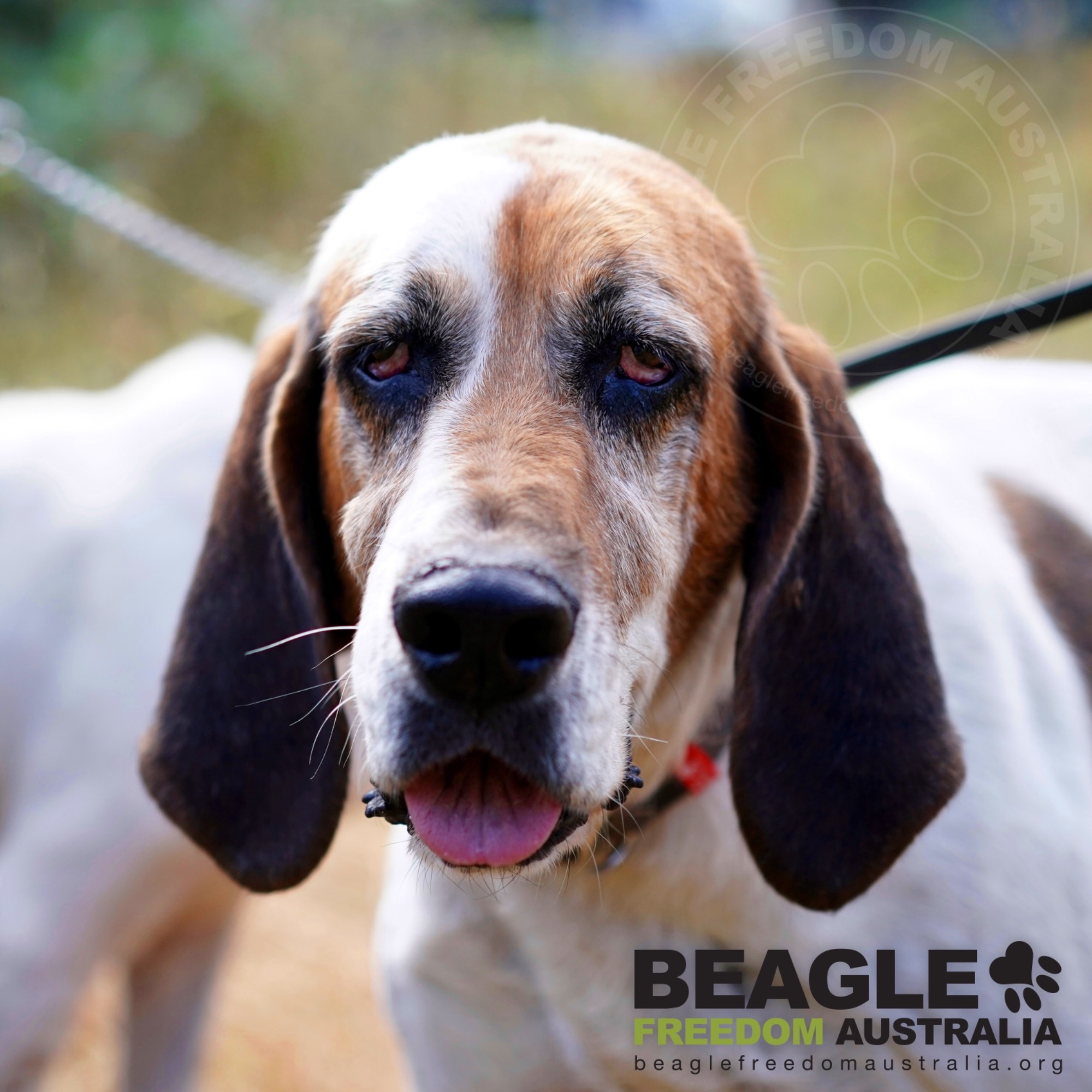 Lottie and Maisie - Large Female Bloodhound x Foxhound, English Mix Dog ...