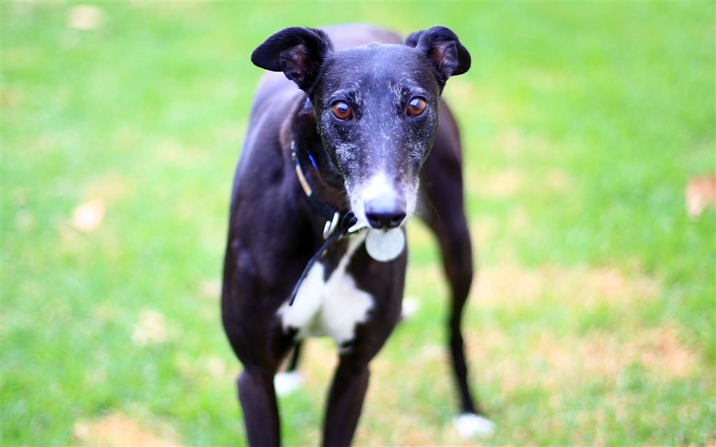 Dot - Large Female Greyhound Mix Dog in VIC - PetRescue