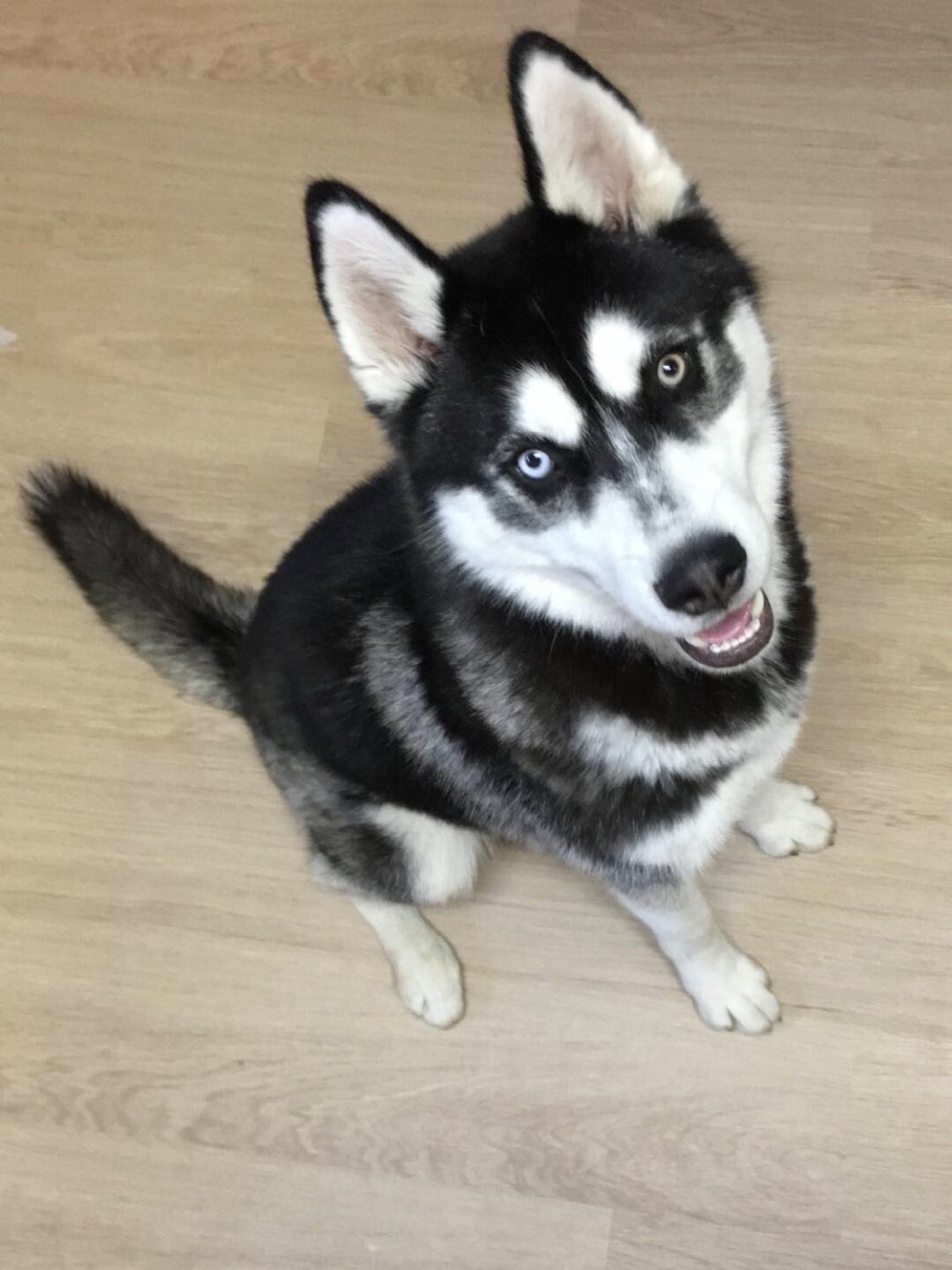 Shadow - Medium Male Siberian Husky Dog in VIC - PetRescue