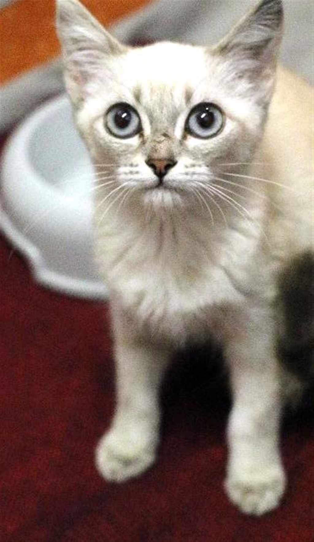 Luna - Female Layanese Mix Cat in QLD - PetRescue