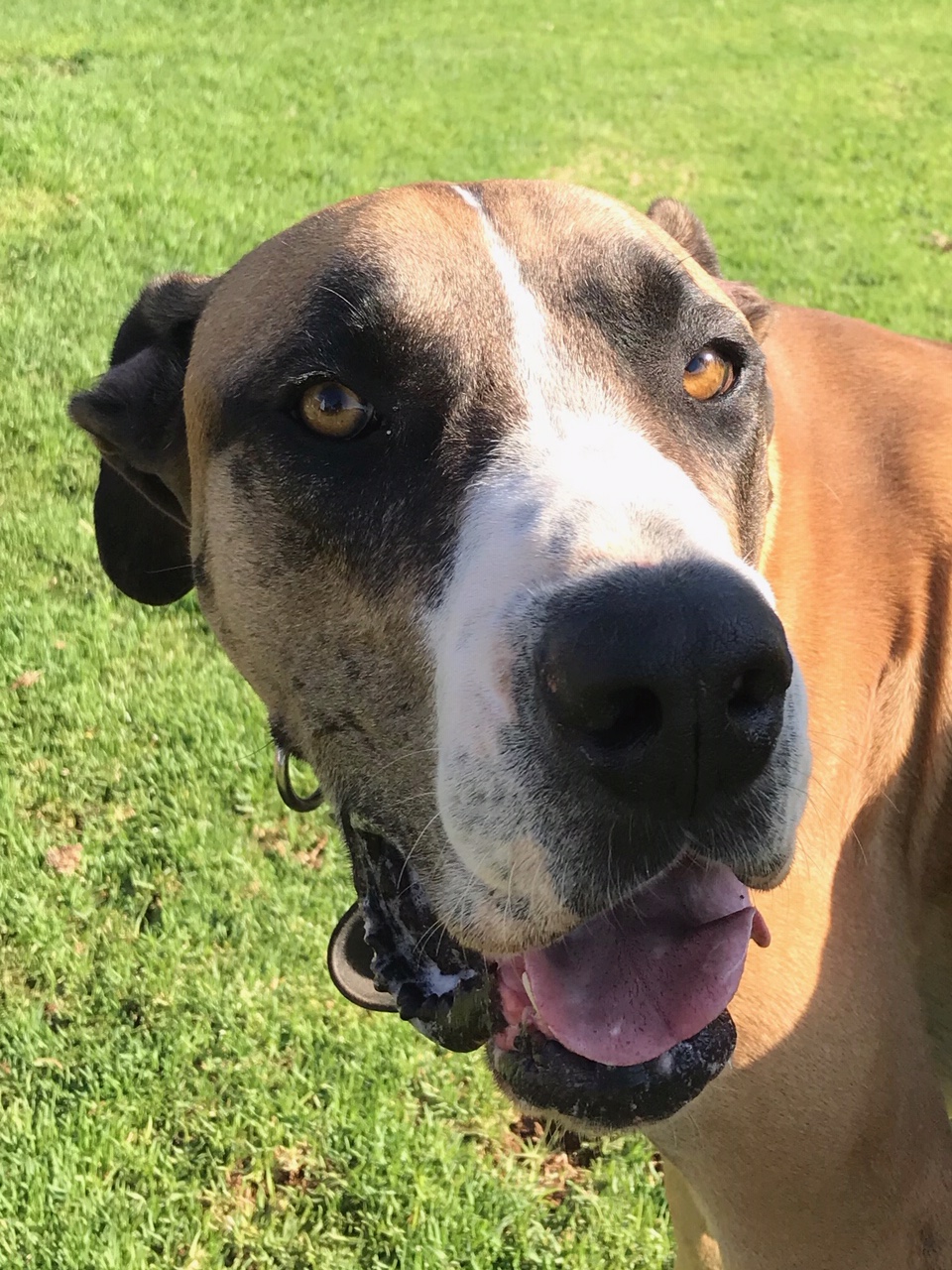 George *On Trial in His New Home* - Large Male Great Dane x Rhodesian ...