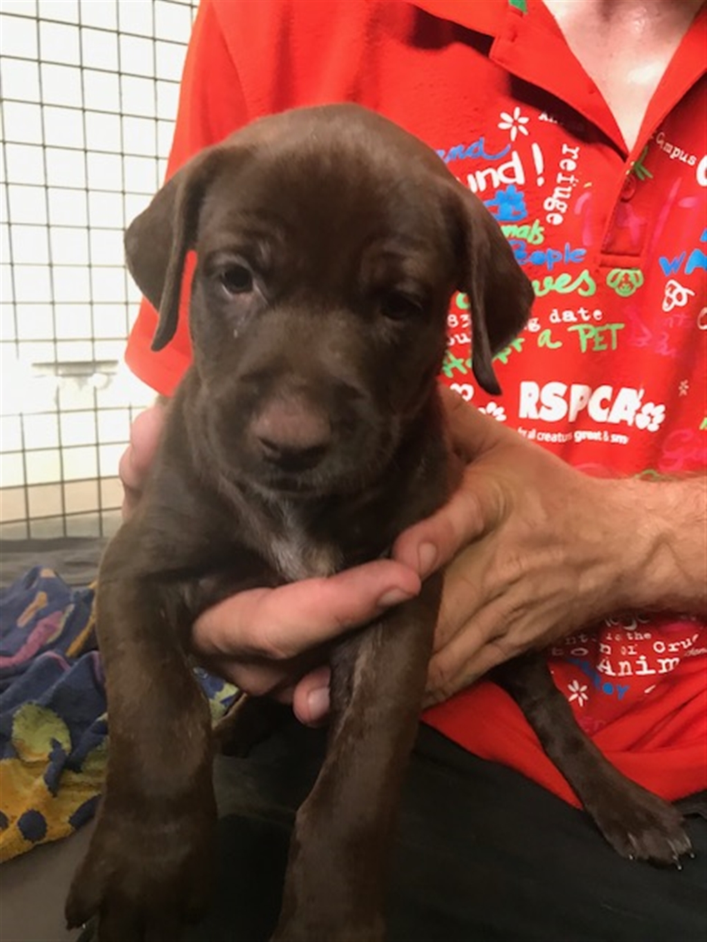 Ruby - Medium Female Bull Arab x Labrador Retriever Mix Dog in QLD ...