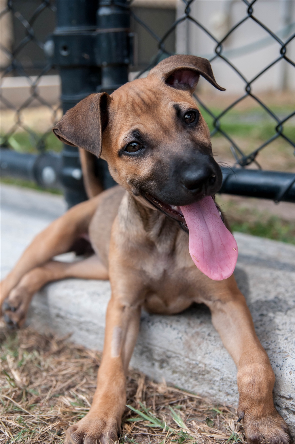 Raine - Medium Female Rhodesian Ridgeback x English Staffordshire Bull ...