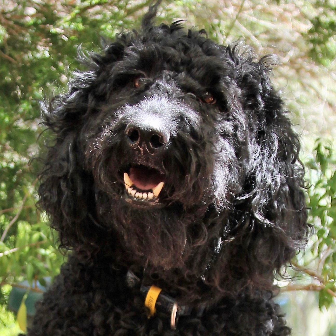 Shadow - Medium Male Labradoodle Dog in WA - PetRescue