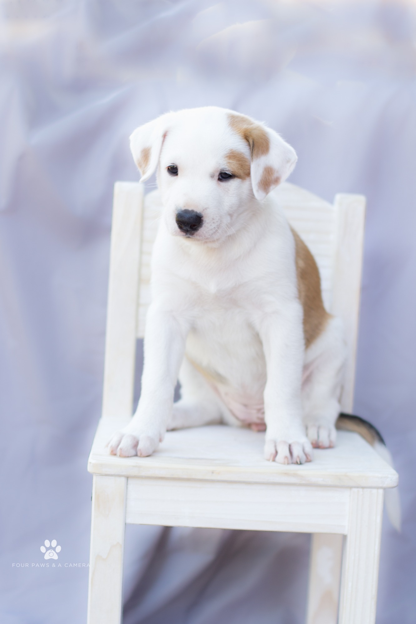 Squeak - Medium Female Mixed Breed Dog in NSW - PetRescue