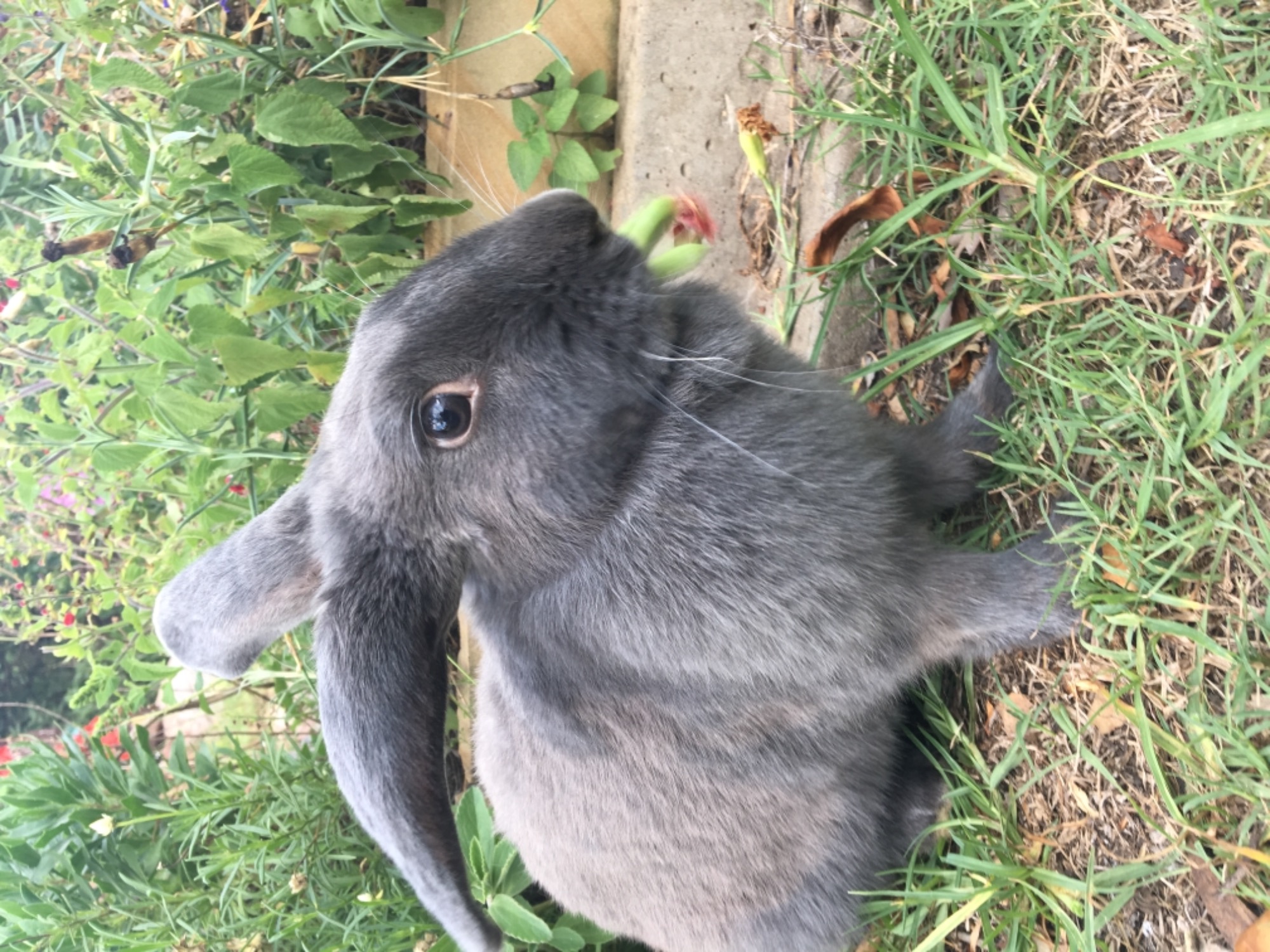 Danielle the Giant - Female Flemish Giant Mix Rabbit in NSW - PetRescue